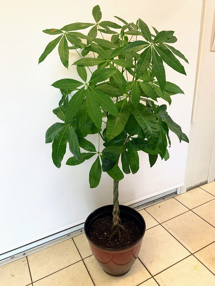 Guiana Chestnut-Money Tree – Buyflower.ca